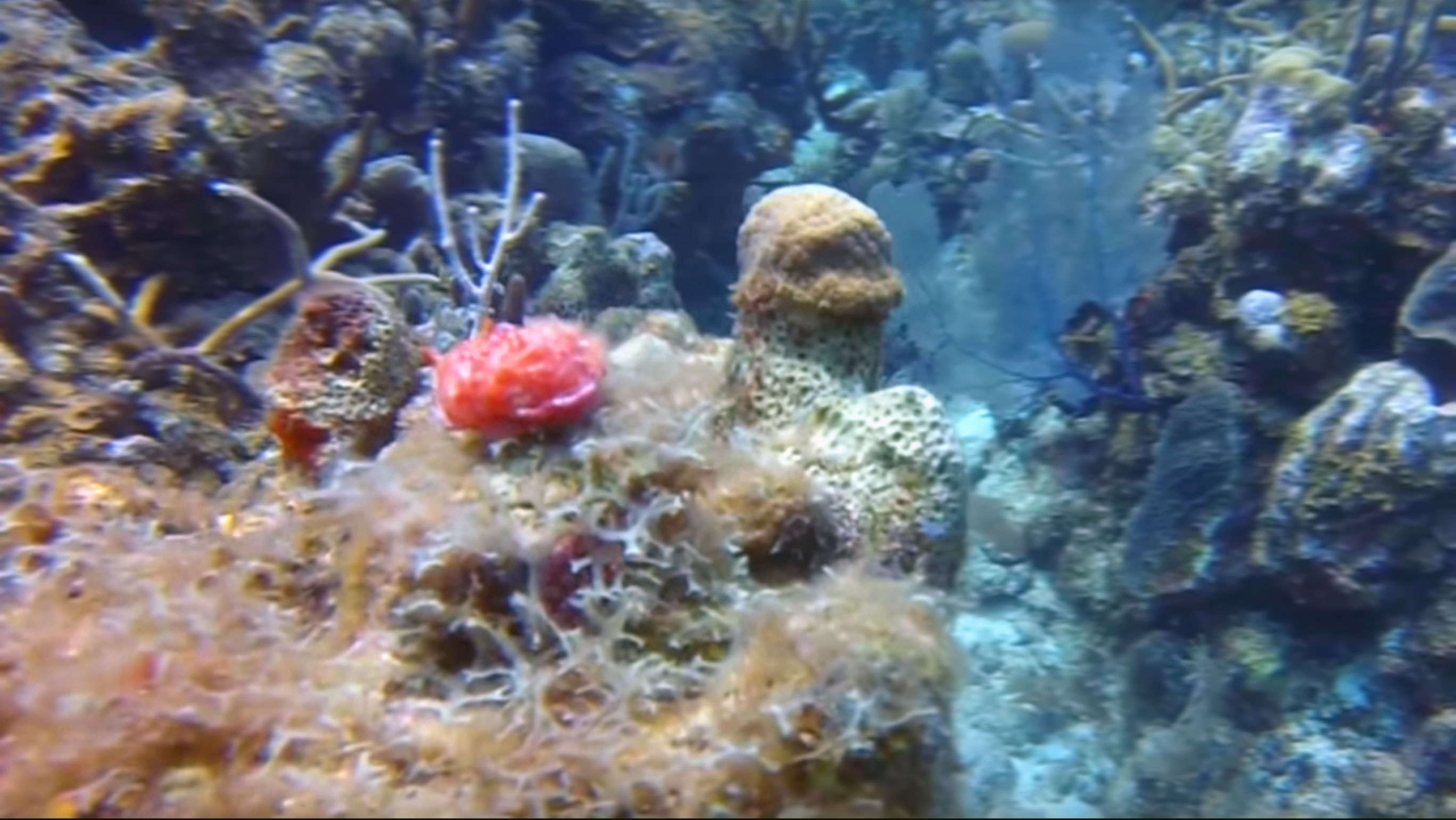 Red Sea Slug Nudibranch - DiveDoggie, LLC