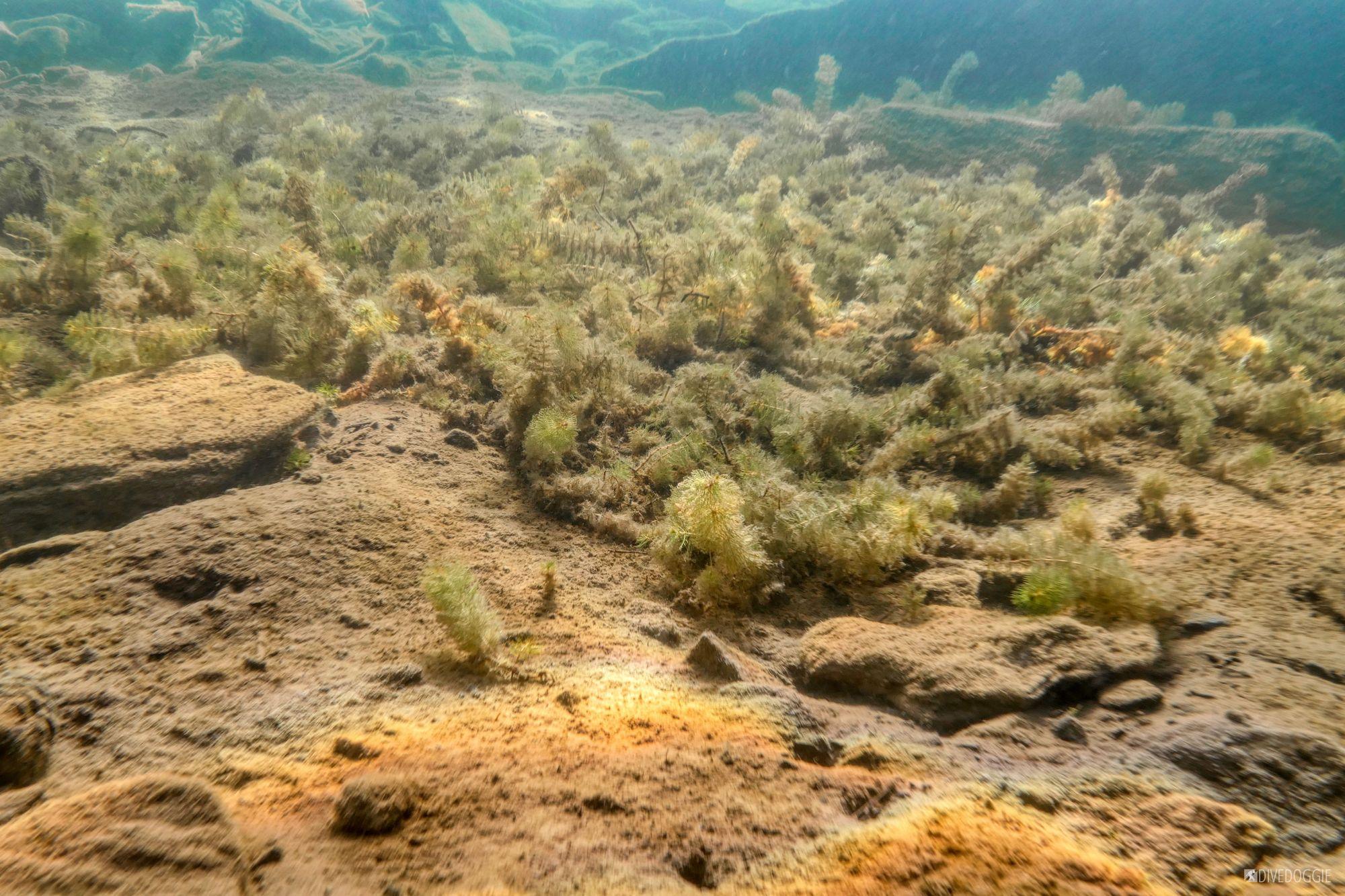 Scuba Diving Pactola Reservoir - DiveDoggie, LLC