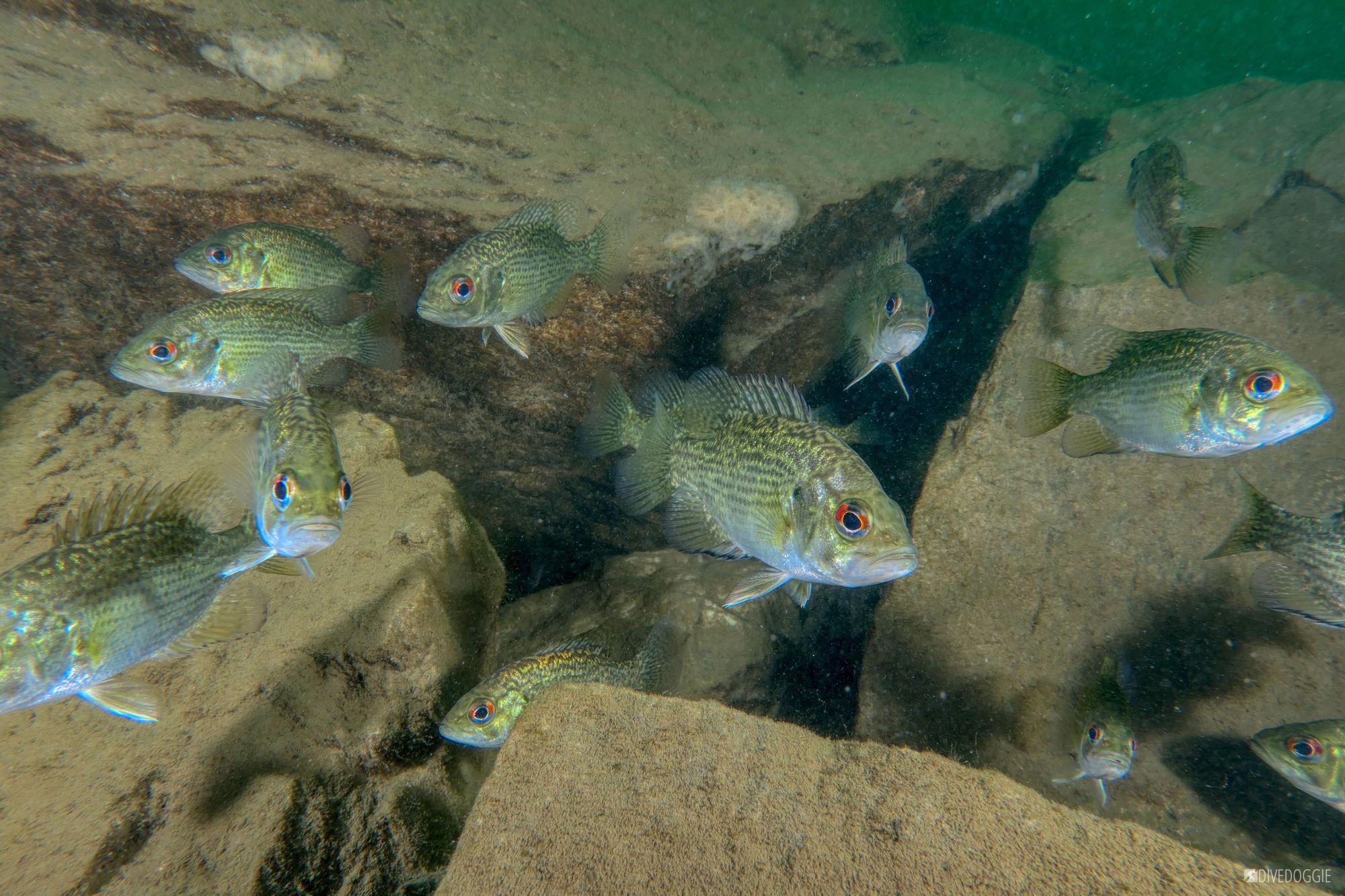 Scuba Diving Pactola Reservoir - DiveDoggie, LLC